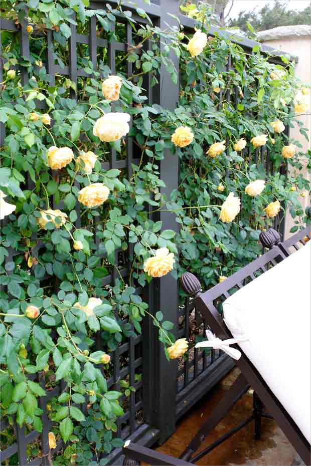 roses-on-trellis
