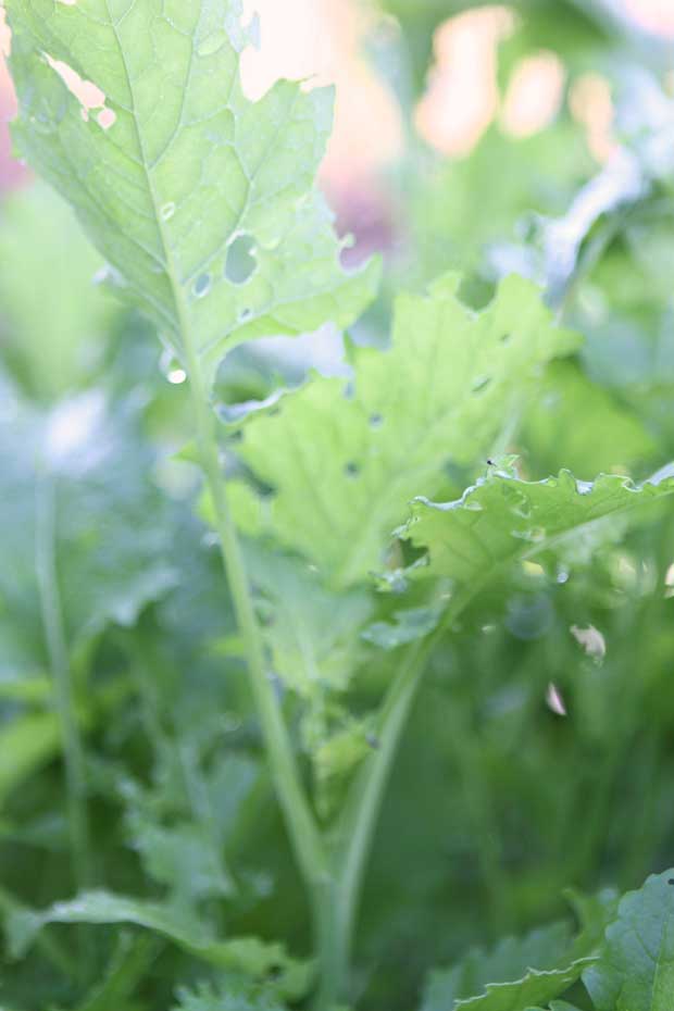 Rapini (Broccoli Rabe)