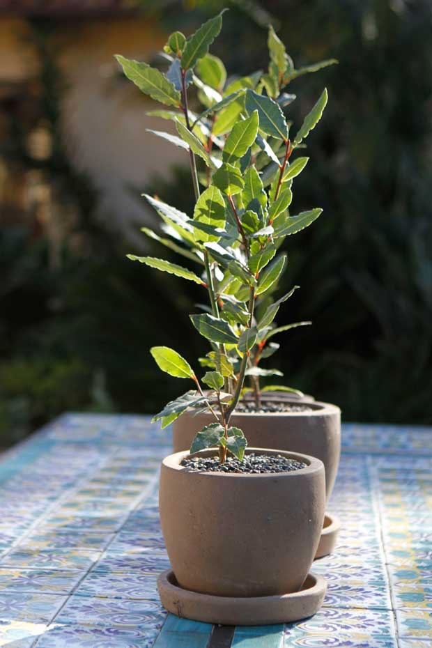 Fresh Laurel Leaves