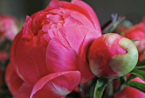 closed peonies