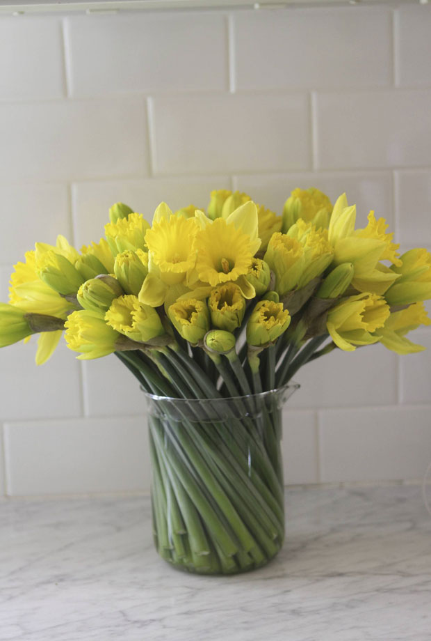 Daffodils