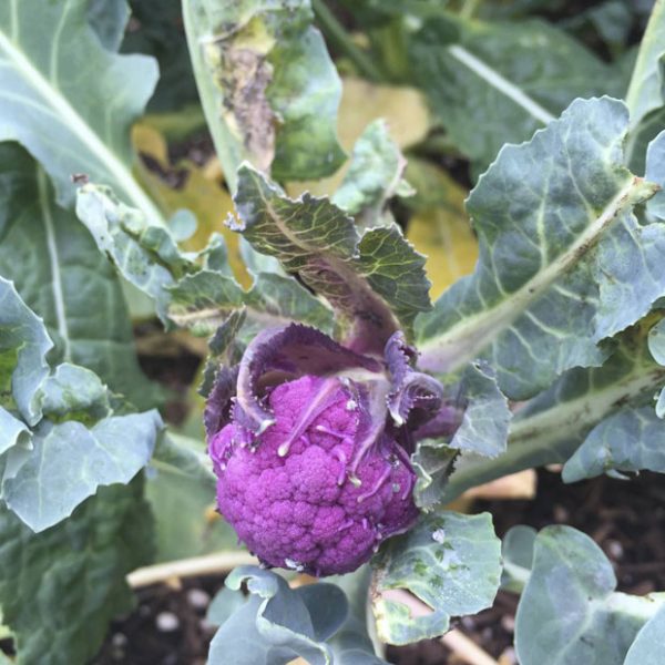 Roasted Whole Cauliflower with Garlic, Anchovy and Za’atar